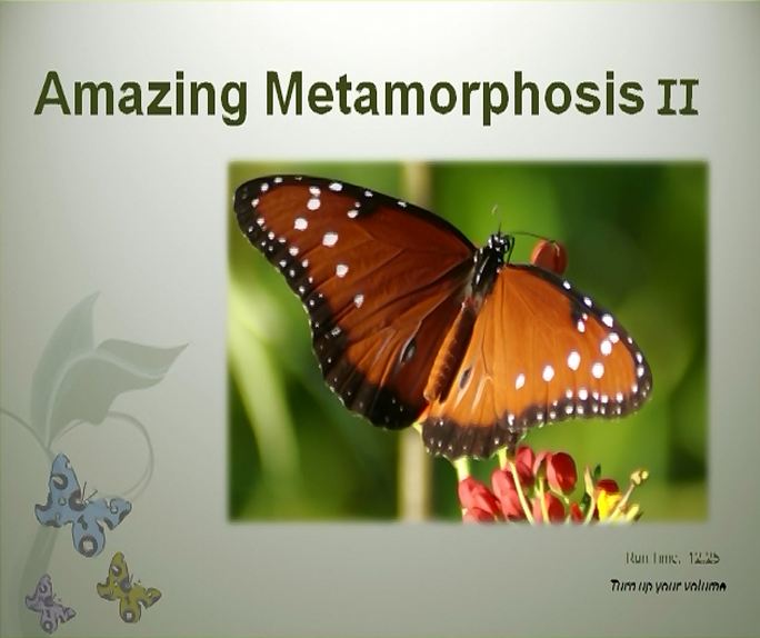 Amazing Metamorphosis Slide Show – Crooked Garden, Inc.